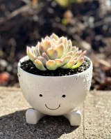 Colin the Plant Dude – Plants are the best! :)