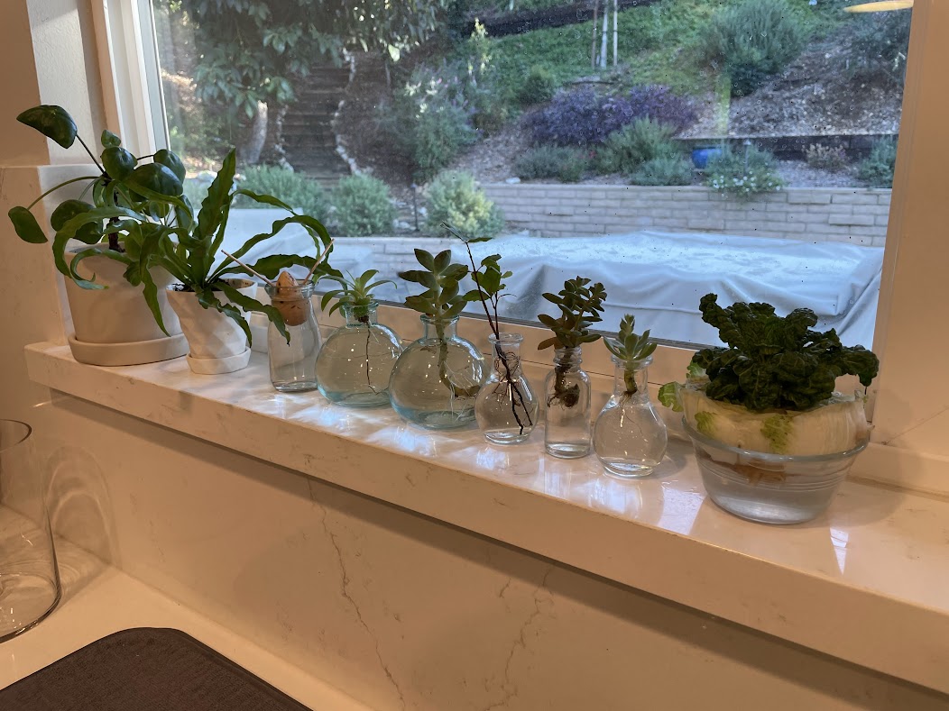 Colin the Plant Dude – Plants are the best! :)