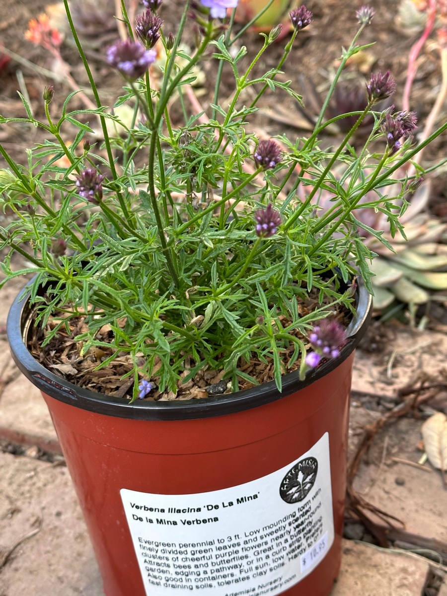 My California Native Garden – Colin the Plant Dude